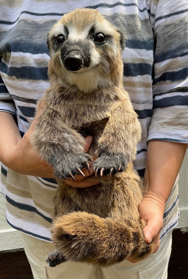 Baby Coati Plush Toy. - Etsy