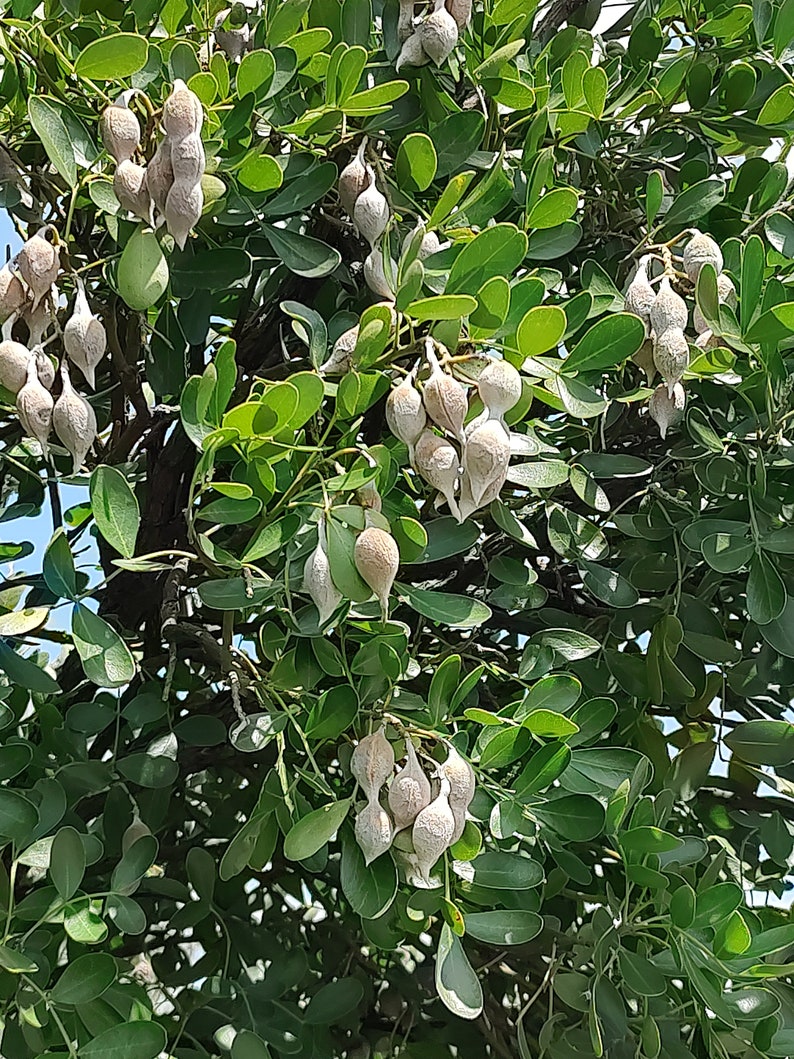 Texas Mountain Laurel Seeds (dermatophyllum Secundiflorum) Mescal Bean ...
