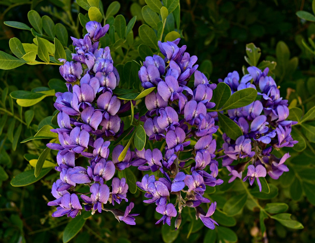 Texas Mountain Laurel Seeds (dermatophyllum Secundiflorum) Mescal Bean ...