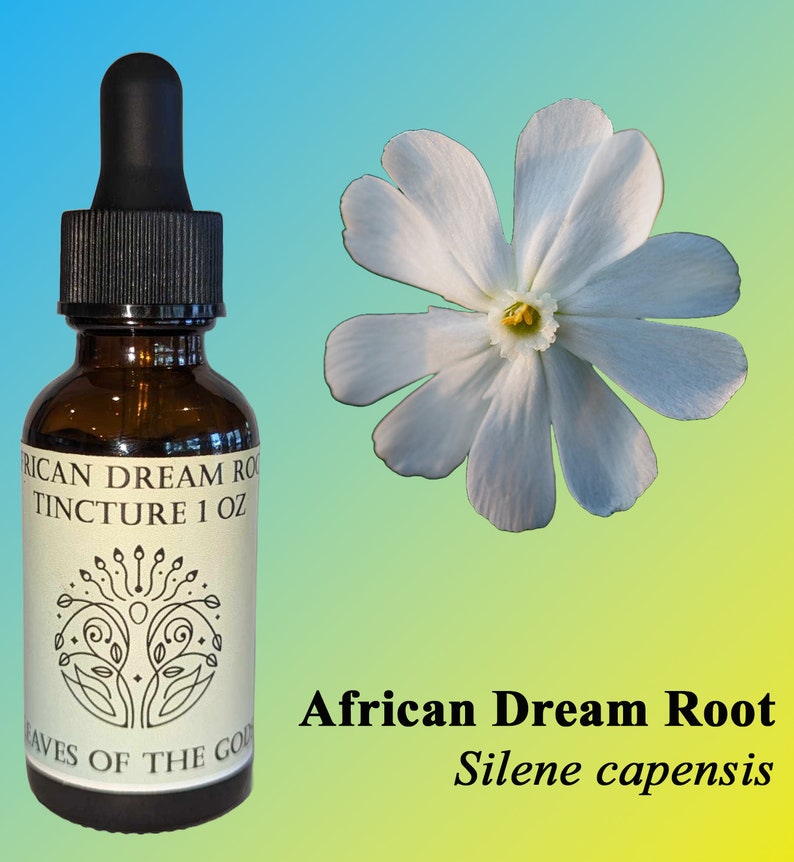 African Dream Root Tincture (silene Capensis) High Quality! - Etsy