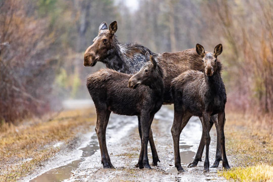 Mother Moose With Twins - Etsy