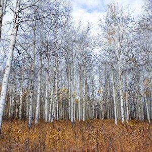 Autumn Birch Trees - Etsy