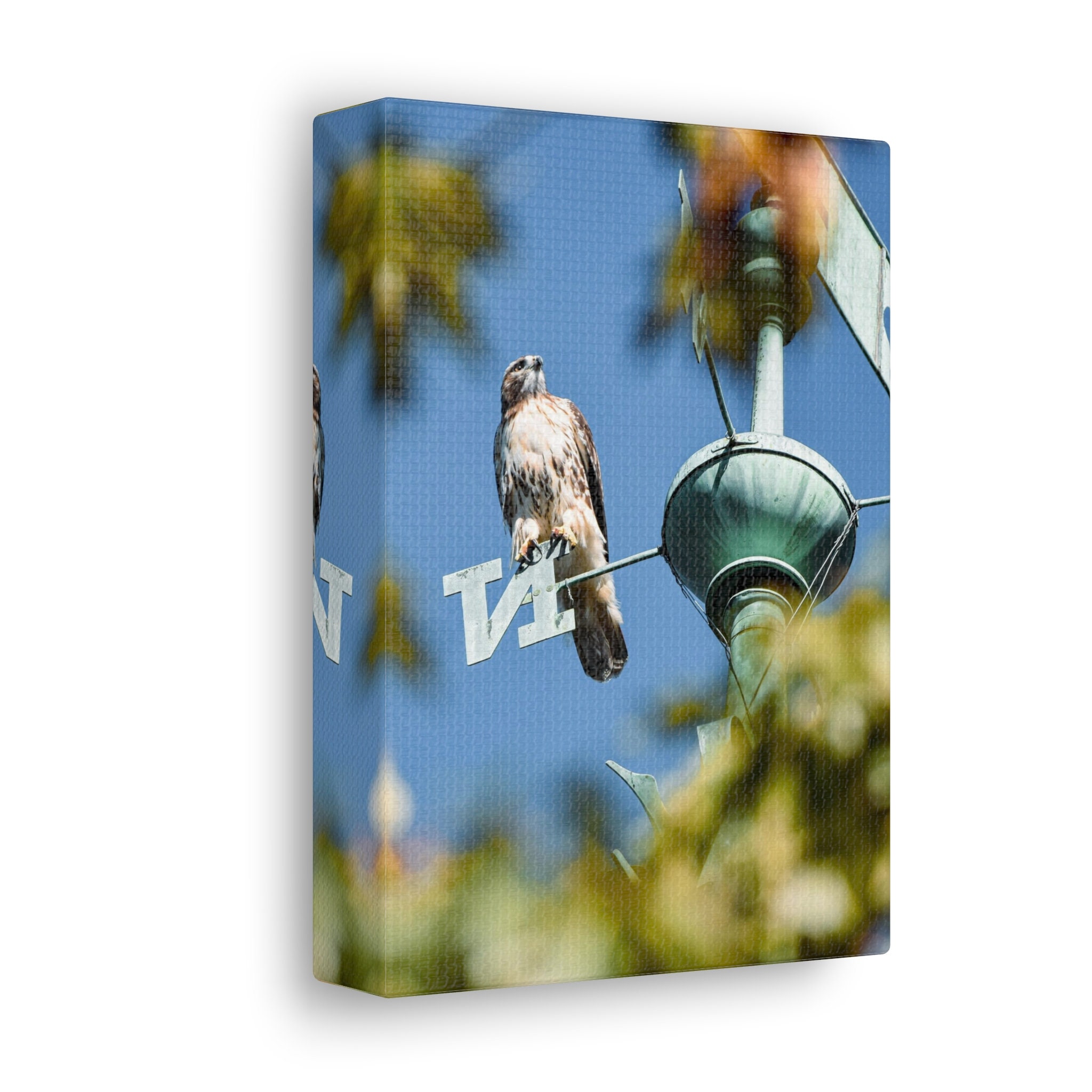 Red-tailed Hawk Stretched Canvas Print, Bird Wildlife Photography ...