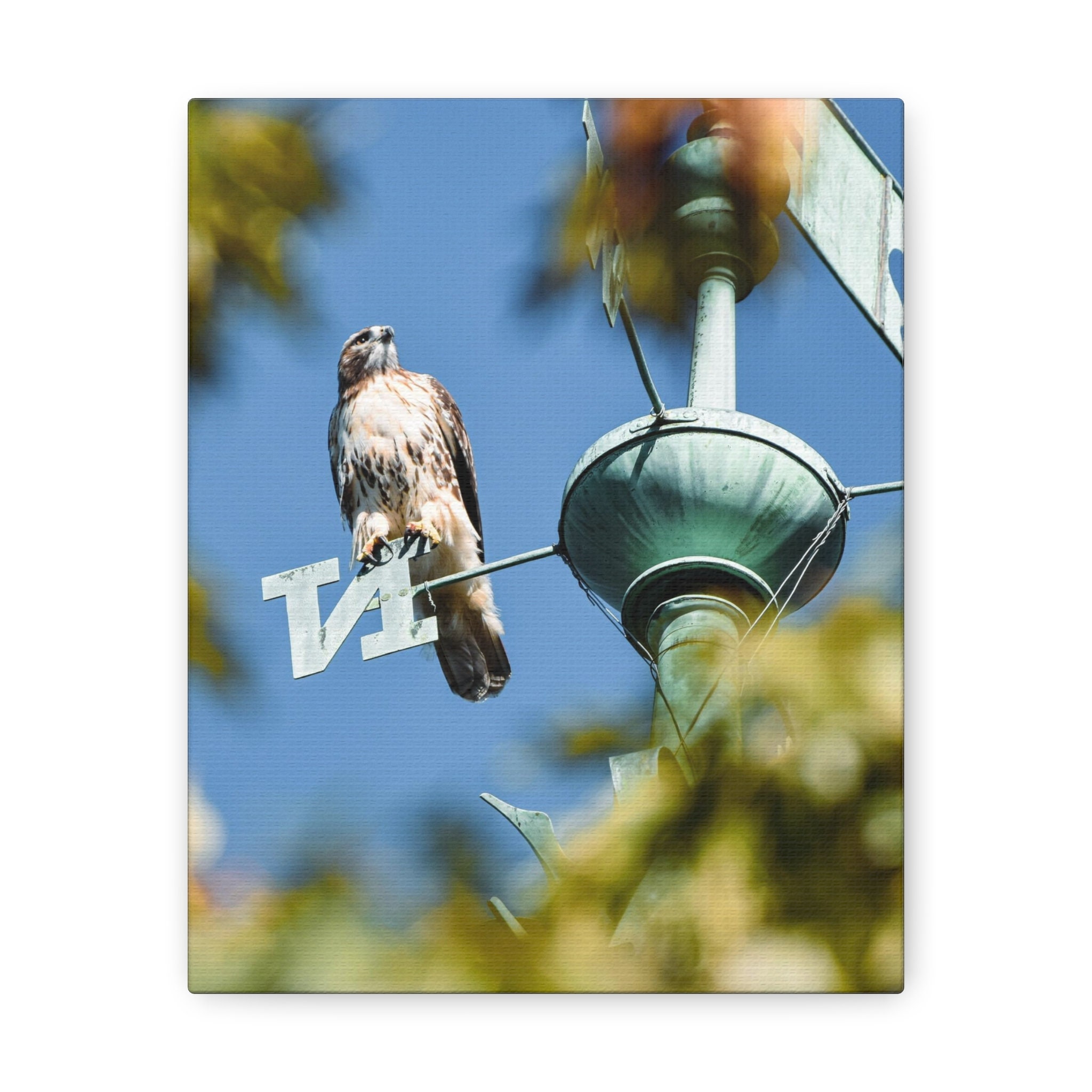 Red-tailed Hawk Stretched Canvas Print, Bird Wildlife Photography ...