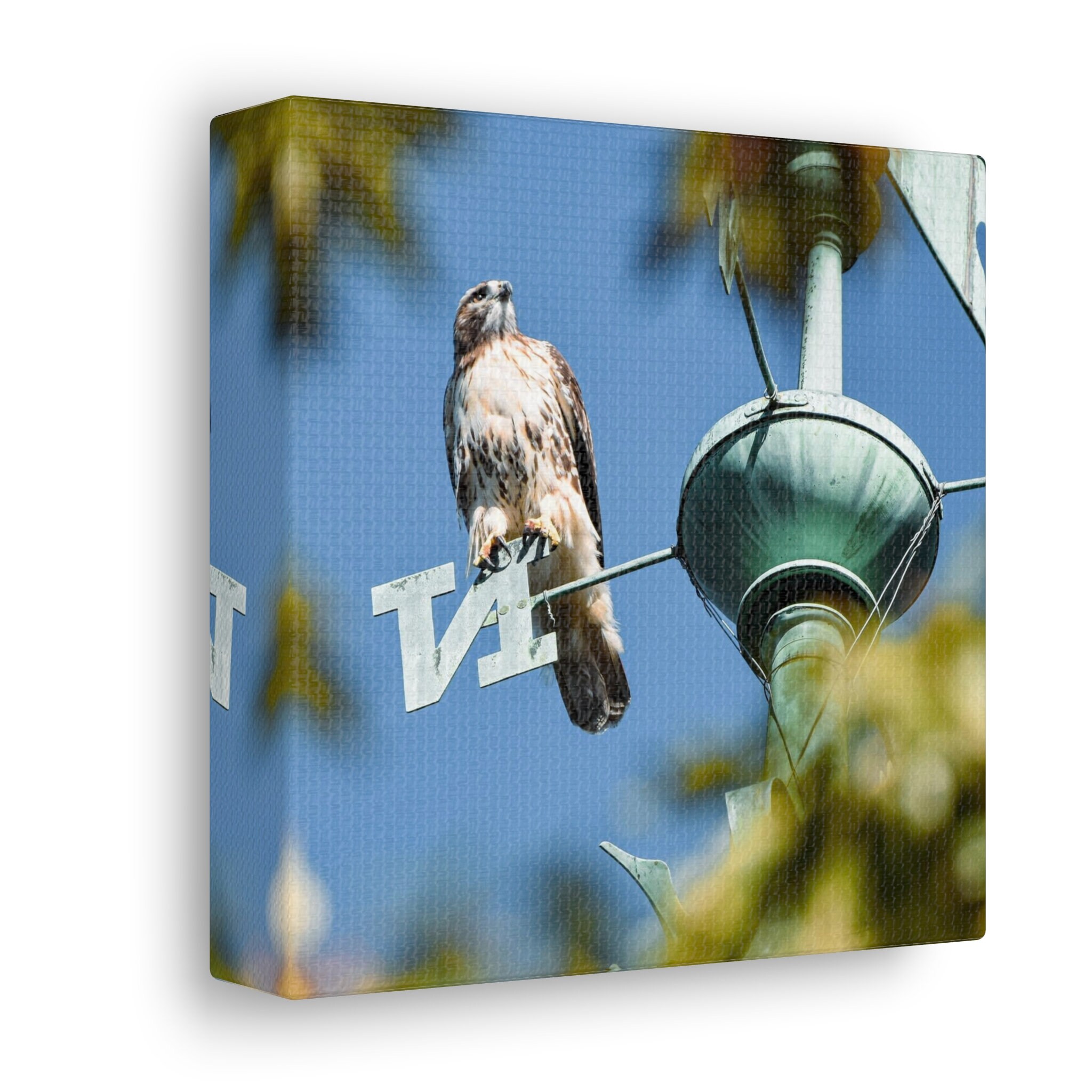 Red-tailed Hawk Stretched Canvas Print, Bird Wildlife Photography ...