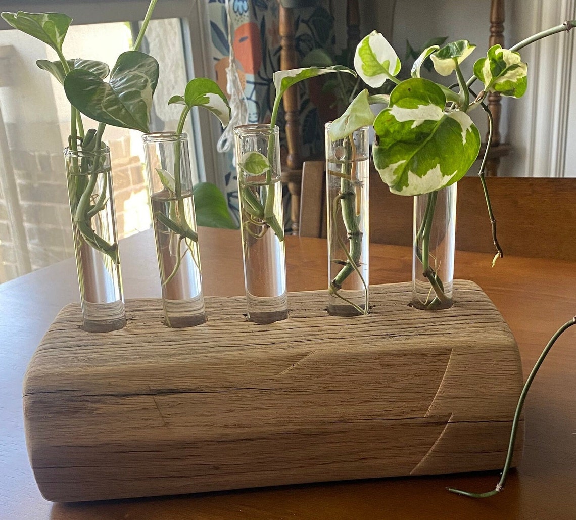 Reclaimed Oak Wood Propagation Station With Five Glass Test Tubes ...