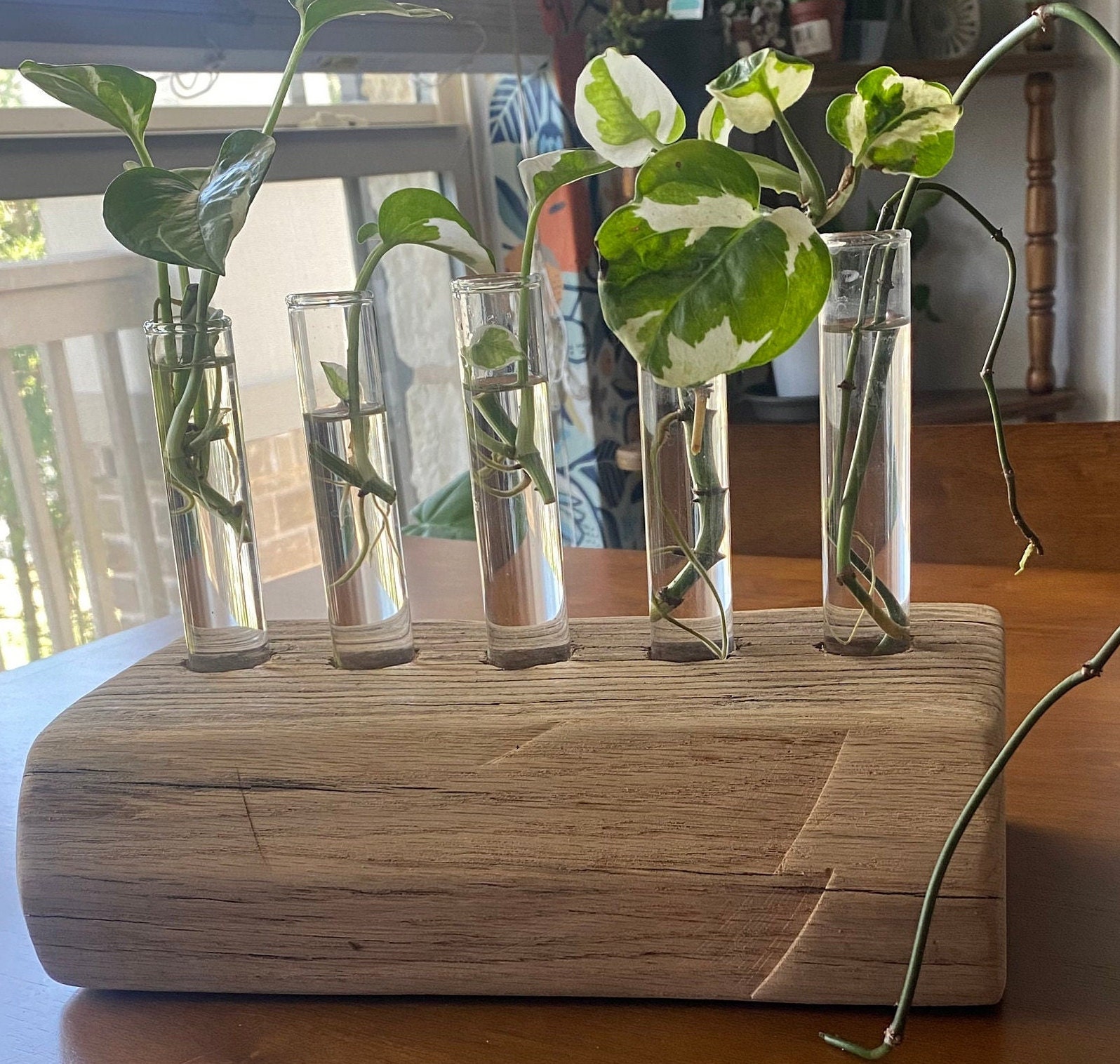 Reclaimed Oak Wood Propagation Station With Five Glass Test Tubes ...