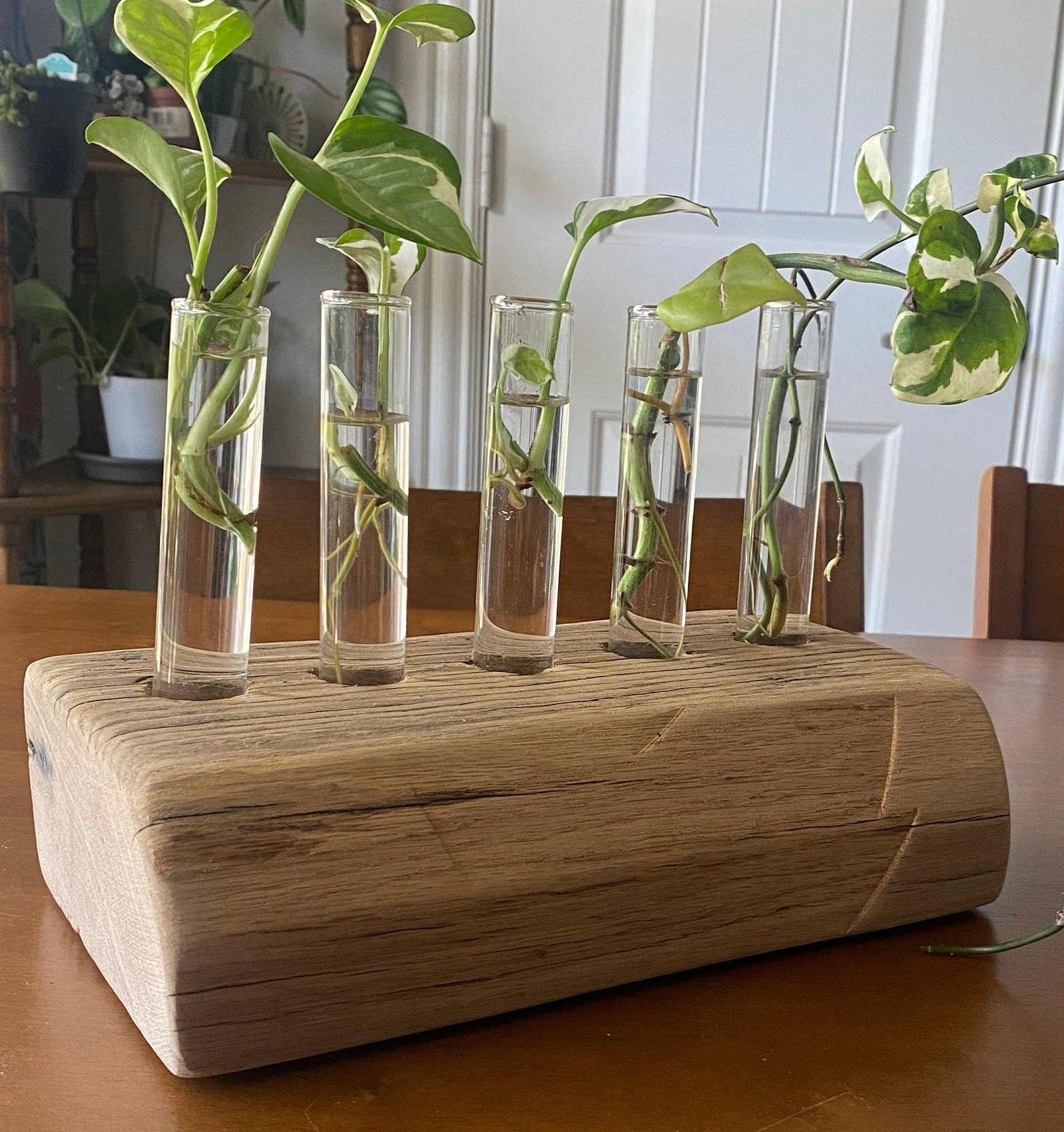 Reclaimed Oak Wood Propagation Station With Five Glass Test Tubes ...