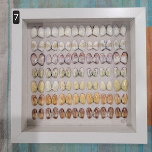 Coquina Shell Art - Etsy