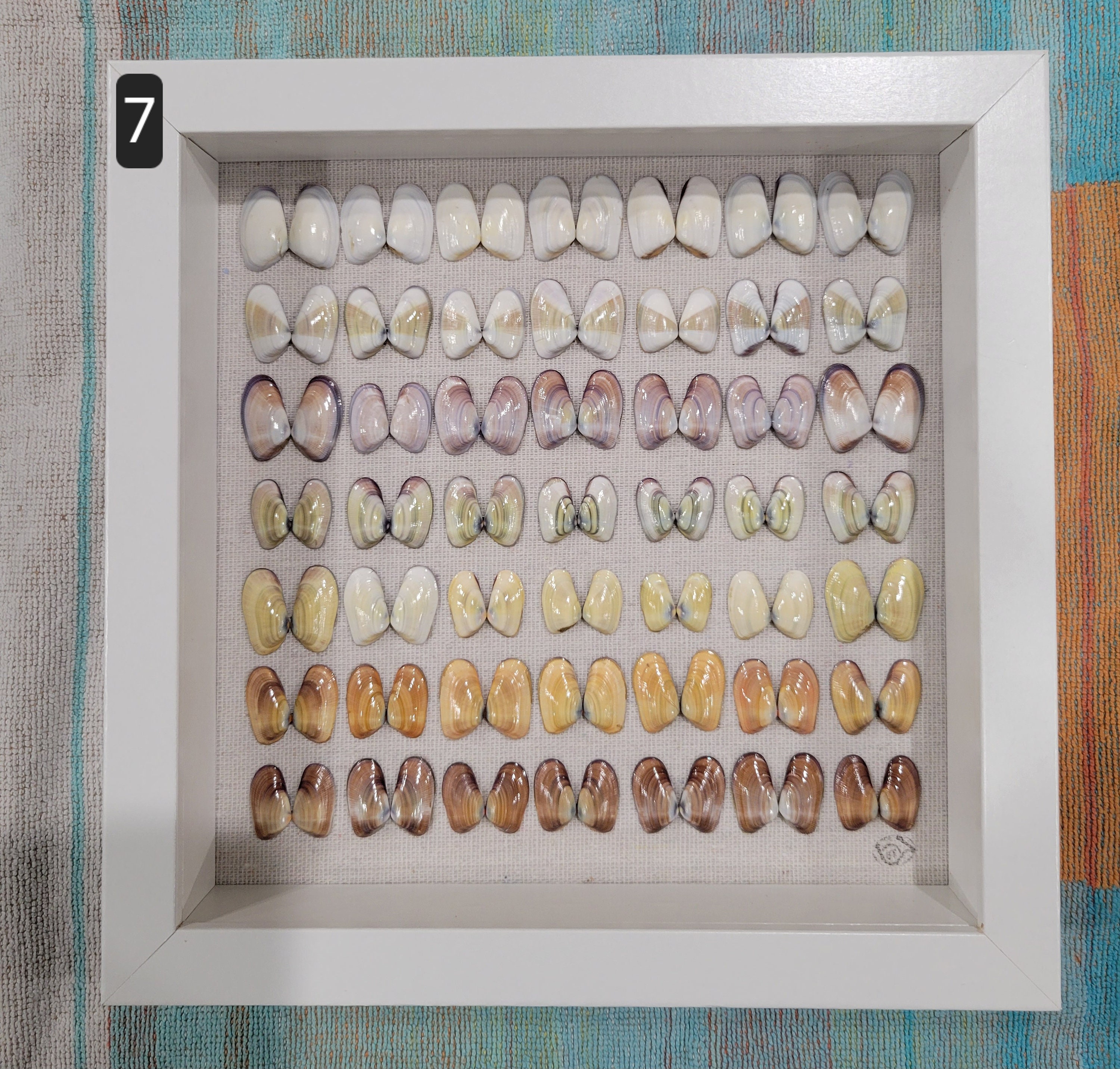 Coquina Shell Art - Etsy