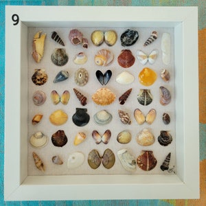 Assorted Shell Art - Etsy