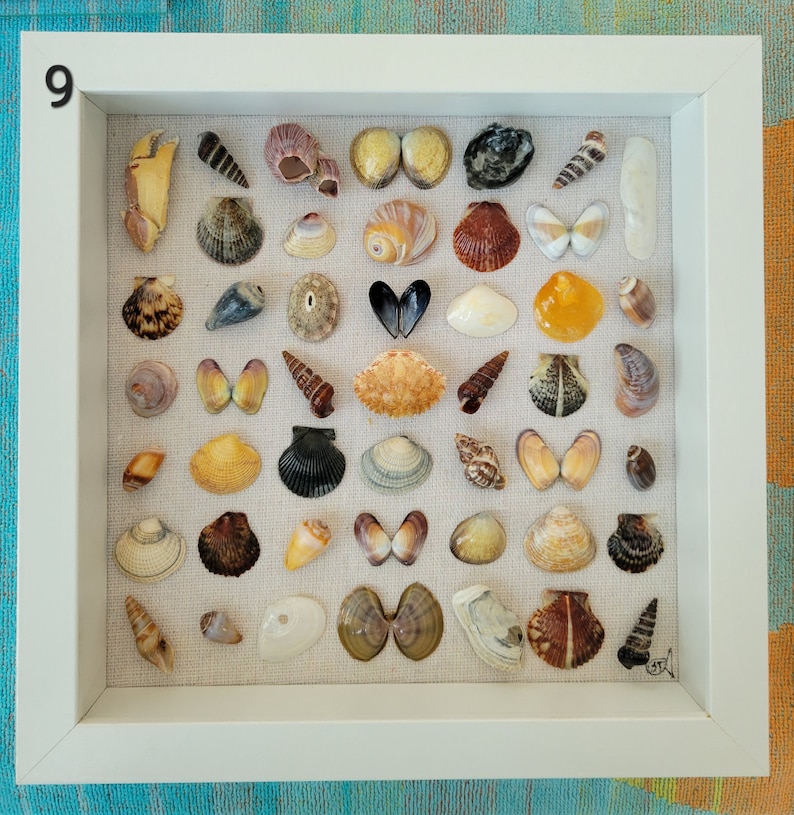 Assorted Shell Art - Etsy