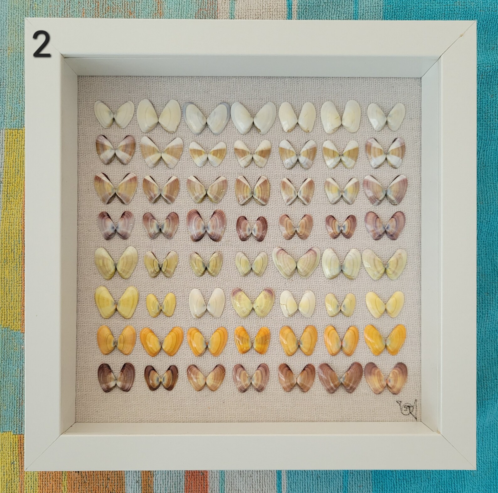 Coquina Shell Art - Etsy