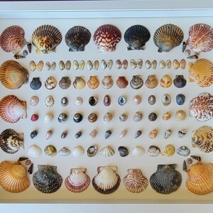 Assorted Shell Art 3 - Etsy
