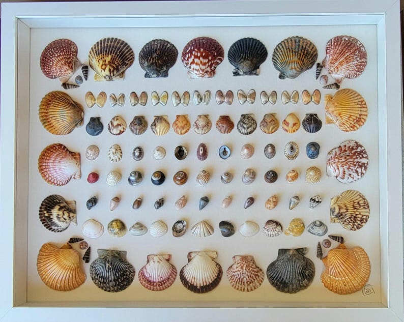 Assorted Shell Art 3 - Etsy