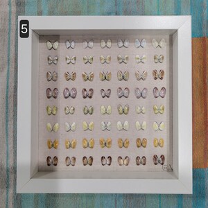 Coquina Shell Art - Etsy