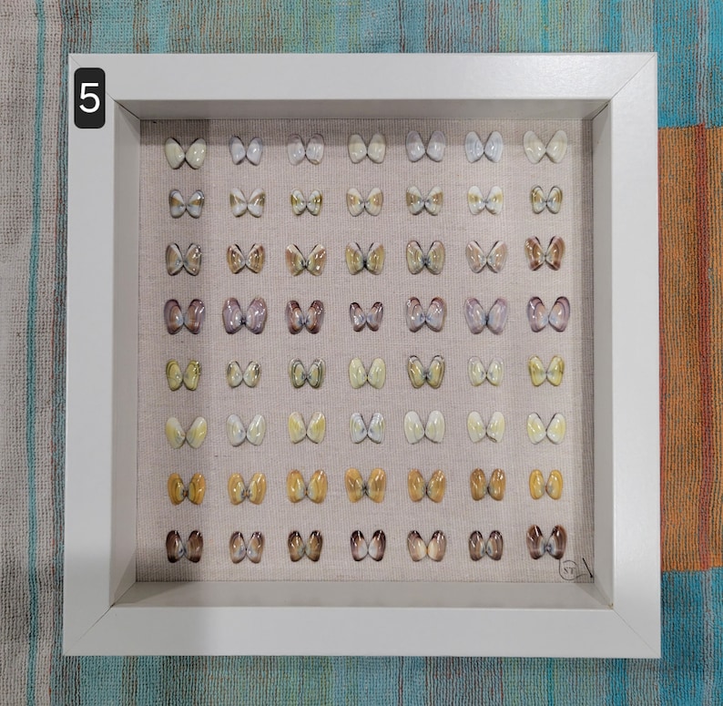 Coquina Shell Art - Etsy