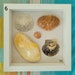 Assorted Shell Art - Etsy