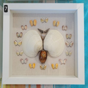 Assorted Clam/mussel Shell Art - Etsy