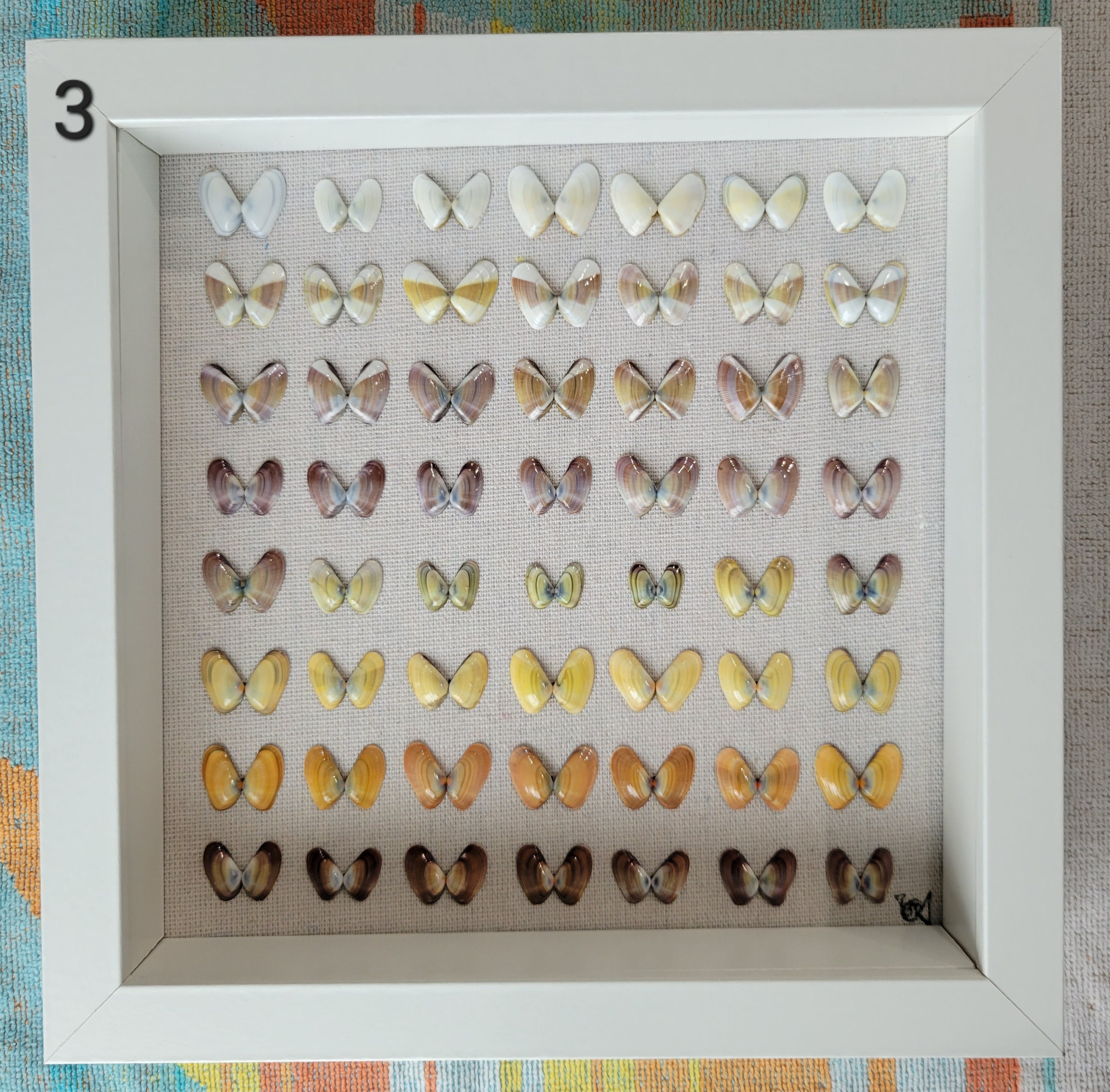 Coquina Shell Art - Etsy