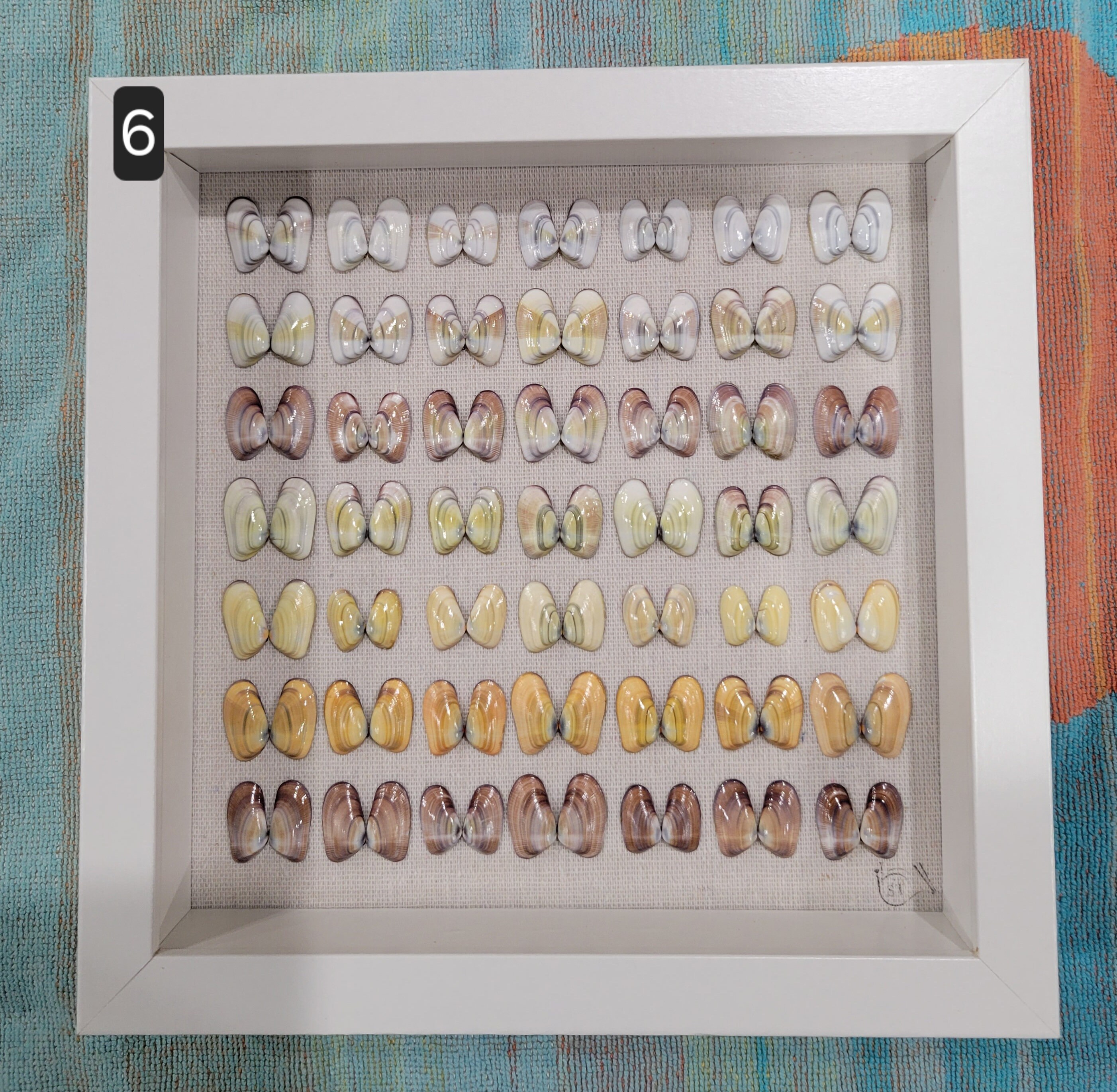 Coquina Shell Art - Etsy