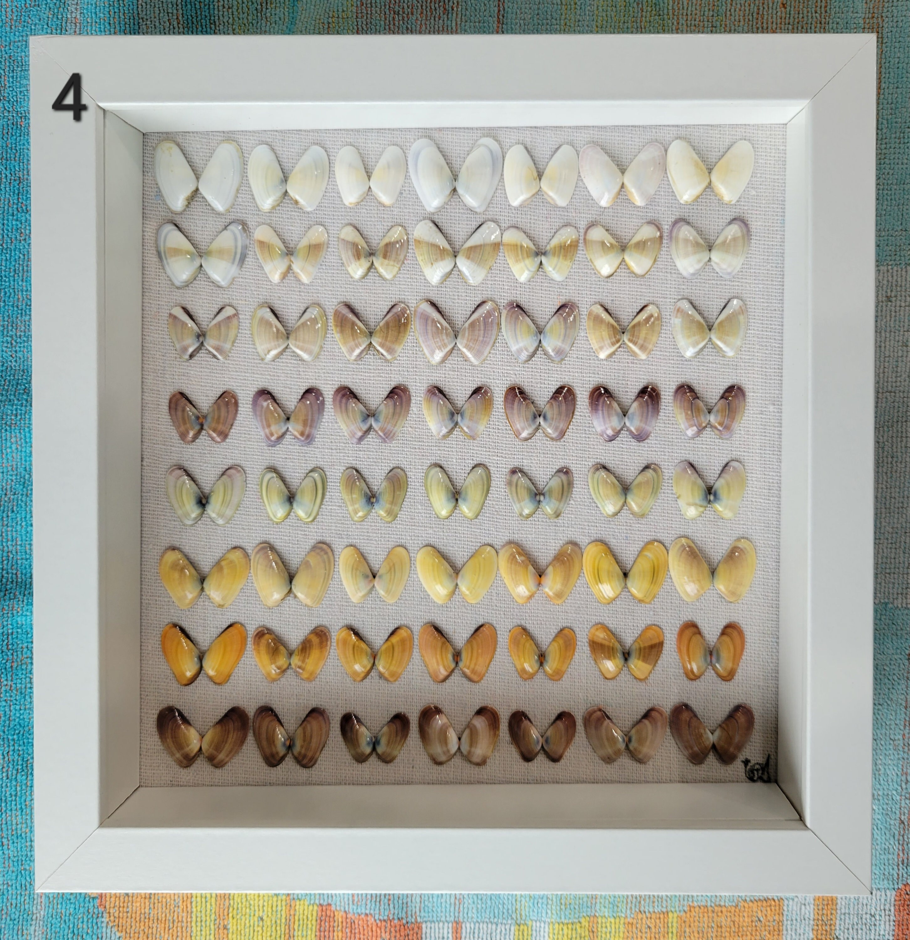 Coquina Shell Art - Etsy