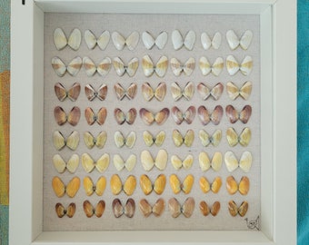 Humpback Whale Sea Shell College Art, Mussel Shell Wall Decor, Shell ...