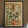 Vegetable Print Kitchen Poster Home Decor Botanical Print Vegetable ...