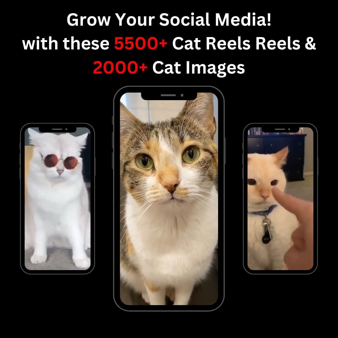 5500+ Cat Reel & 2000+ Cat Image Bundle - Etsy