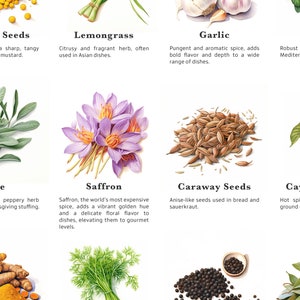 Popular Spices Kitchen Print, Botanical Infographic (downloadable) - Etsy