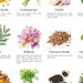 Popular Spices Kitchen Print, Botanical Infographic (downloadable) - Etsy