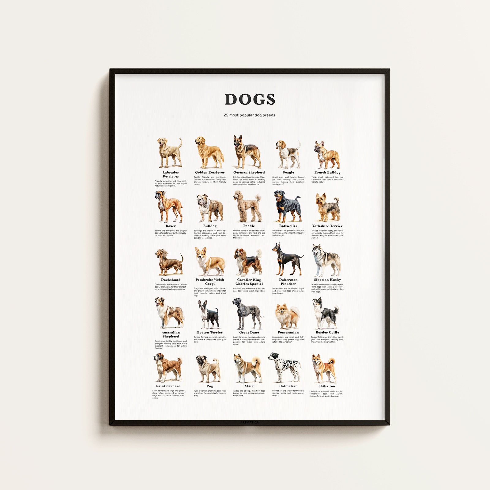 Affiche Sur Les Races De Chiens