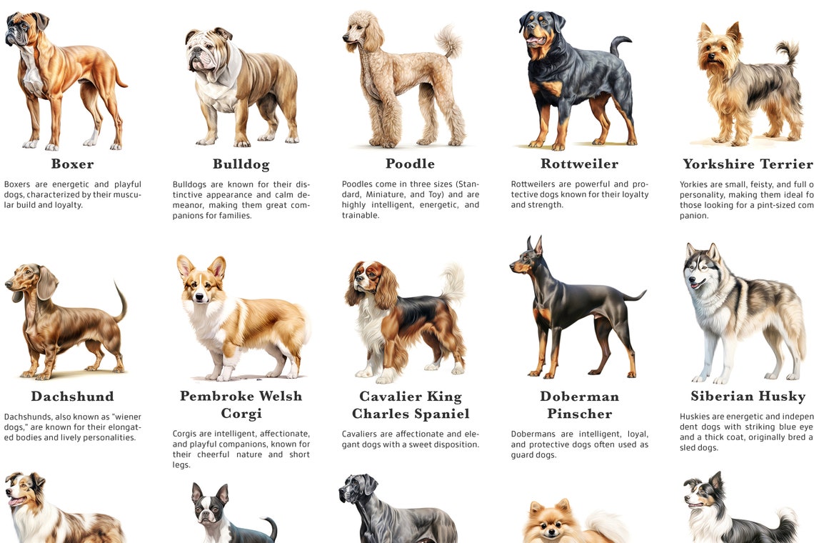Dog Breeds Poster | Popular Dogs Infographic (downloadable) - Etsy