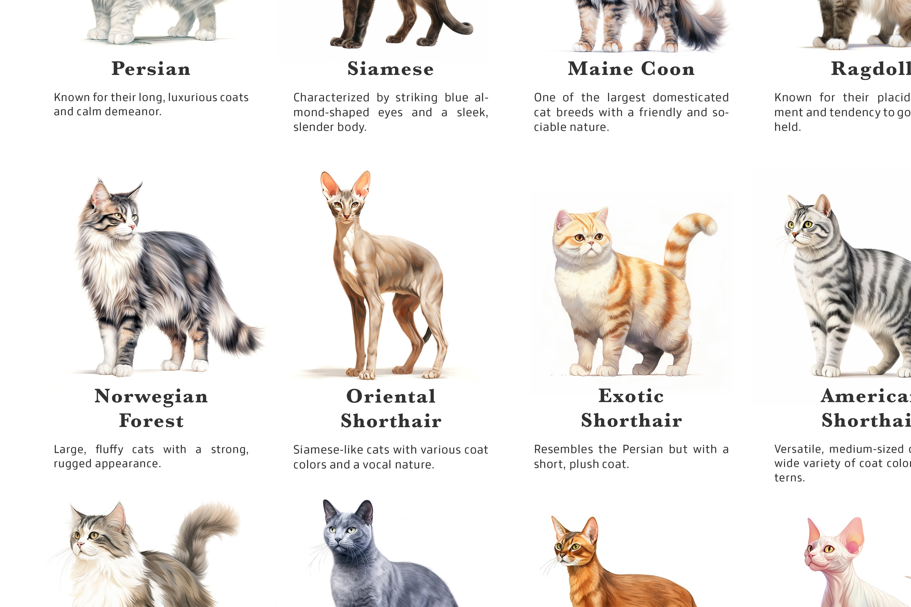 25 Popular Cat Breeds, Cat Breeds Print, Cats Poster, Living Room Art ...