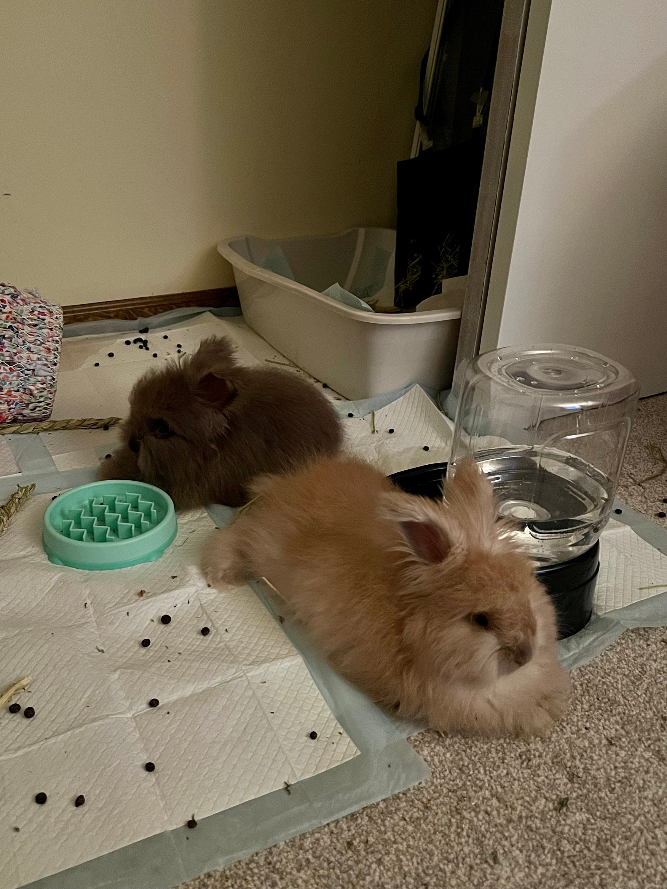 Organic Rabbit Manure Rabbit Fertilizer Bunny Honey 10 Oz - Etsy