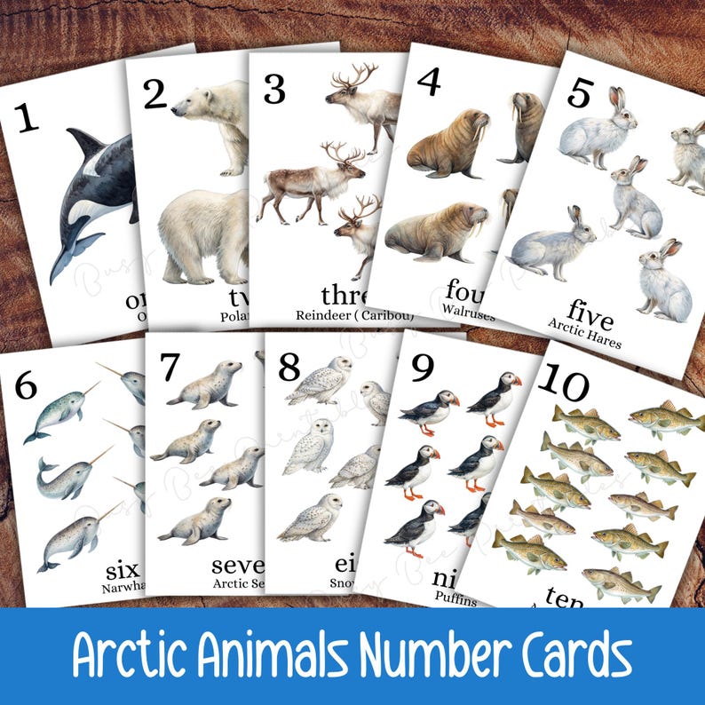 Arctic Animal Number Cards, Preschool Counting Activity Printable ...