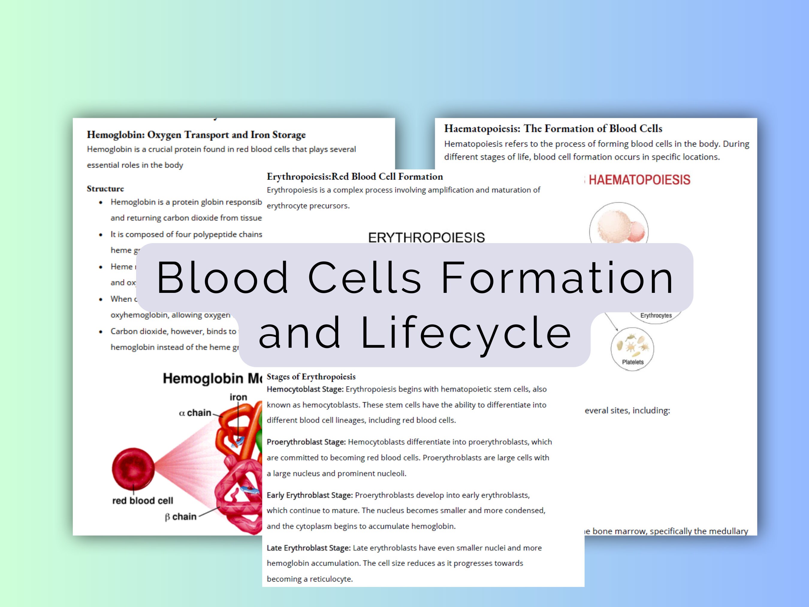 Blood Cells Formation and Lifecycle Study Bundle medical School Bundle ...
