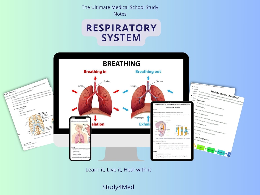 Respiratory System Anatomy and Physiology Study Bundle | Respirology ...