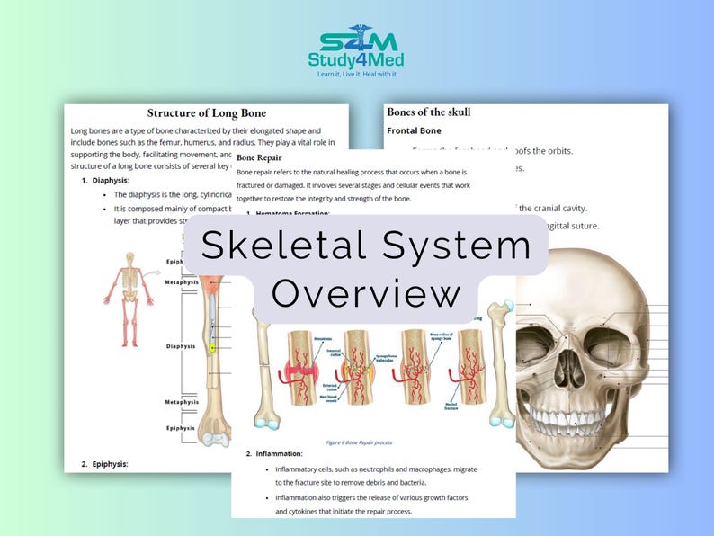 Human Skeletal System Study Notes | Skeletal | Medical Student Gift ...