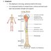 Musculoskeletal System Medical School Study Notes | Orthopedics ...