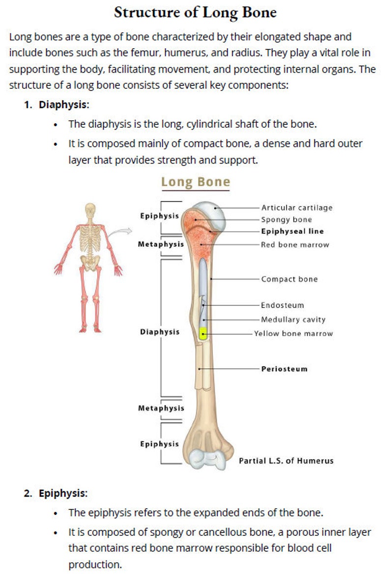 Musculoskeletal System Study Notes | Medical School Revision (digital ...