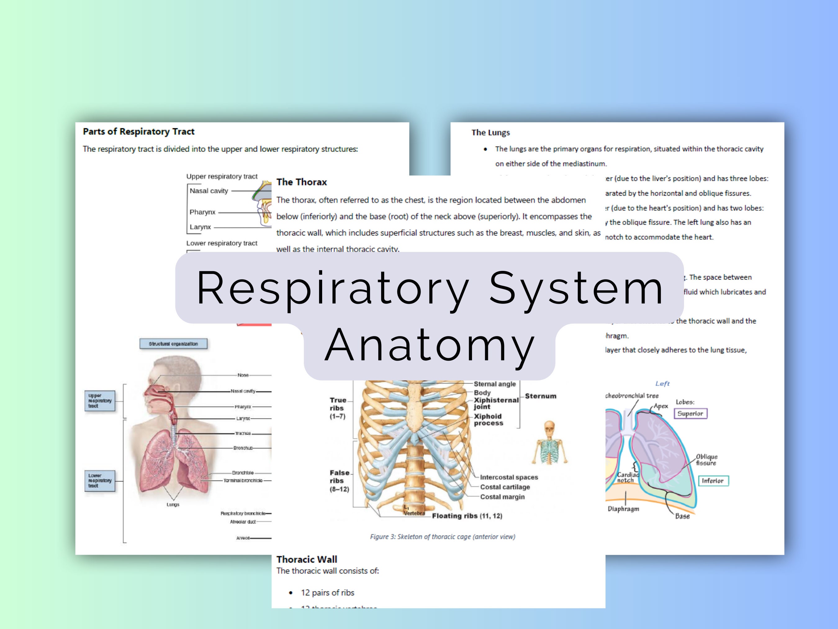 Respiratory System Anatomy | Respirology |medical School Notes | Study ...