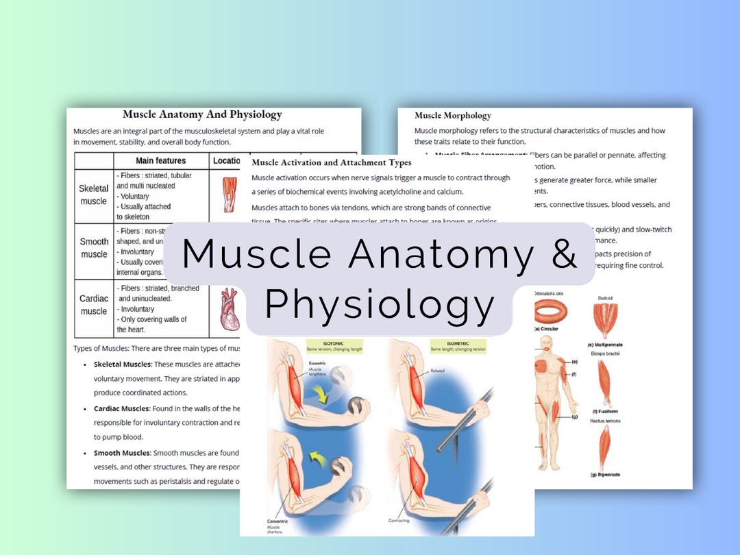 Muscle Anatomy and Physiology Study Notes | Muscle Anatomy | Medical ...