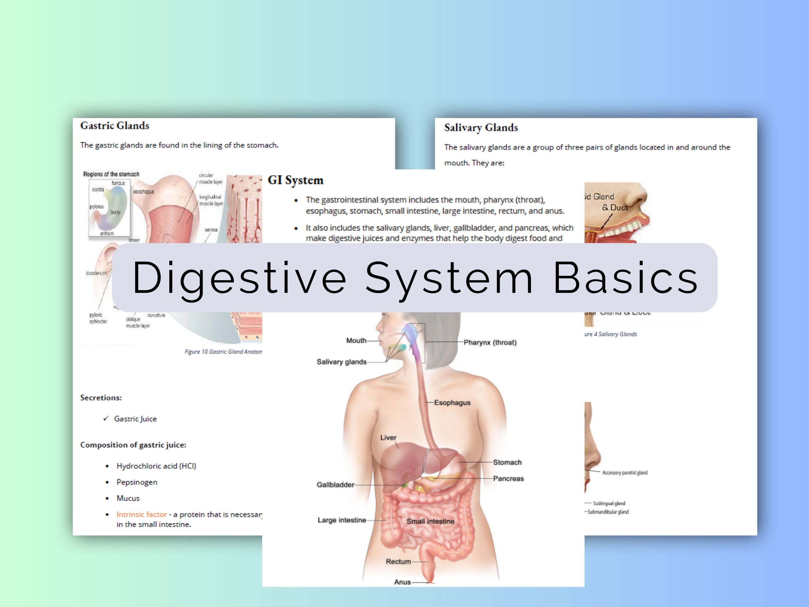 Digestive System Basics | Gastrointestinal System | Medical School - Etsy