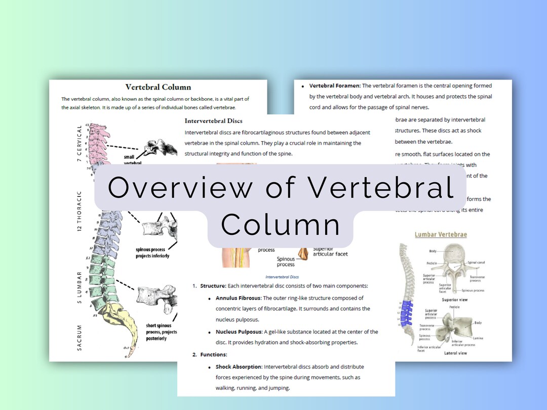 Overview of Vertebral Column | Skeletal | Medical Student Gift | Cram ...