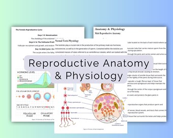 Anatomy and Physiology: the Reproductive System epub PDF Bundle - Etsy