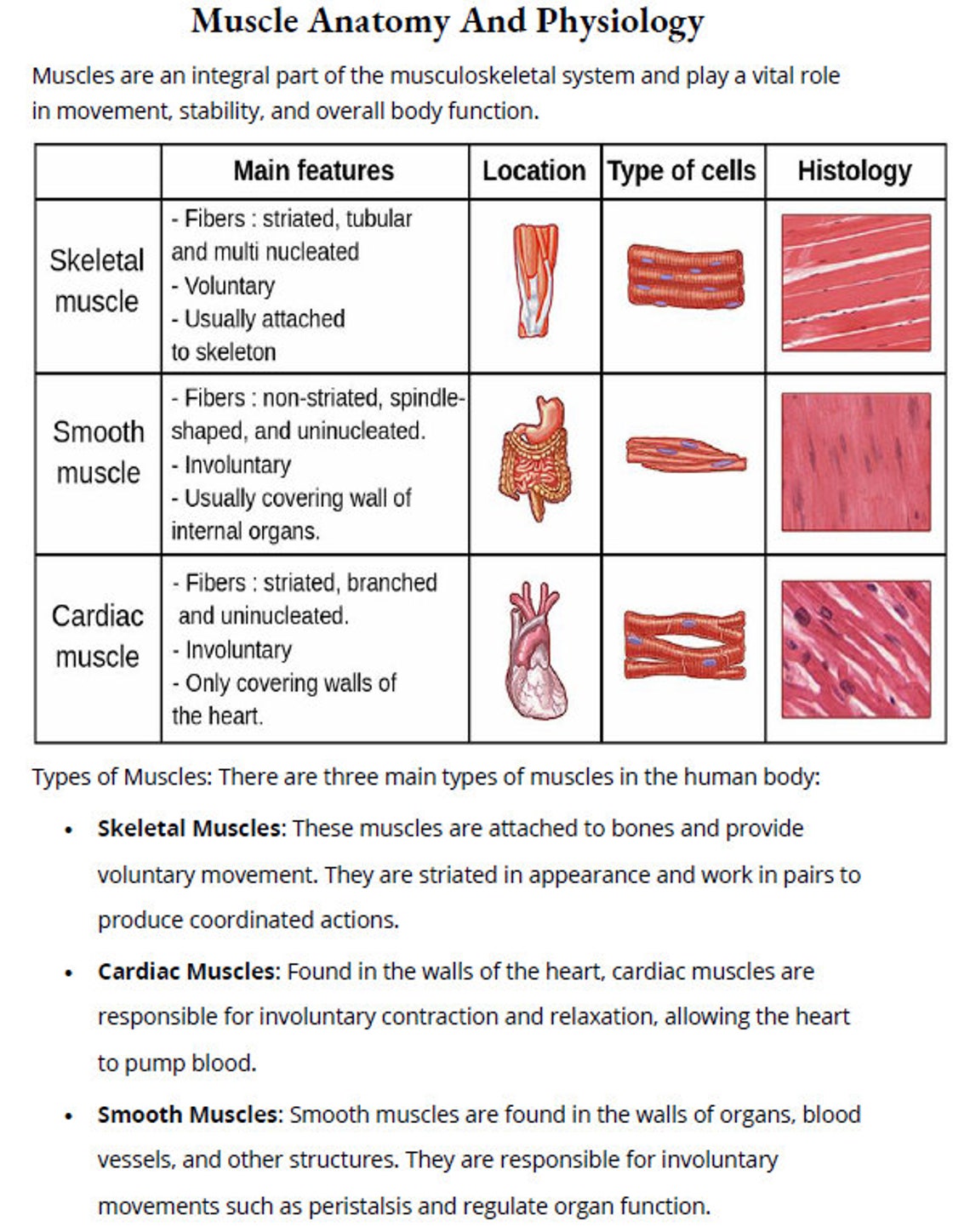 Musculoskeletal System Study Notes | Medical School Revision (digital ...