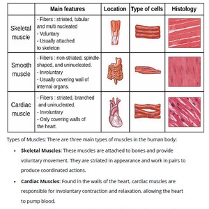 Musculoskeletal System Study Notes | Medical School Revision (digital ...
