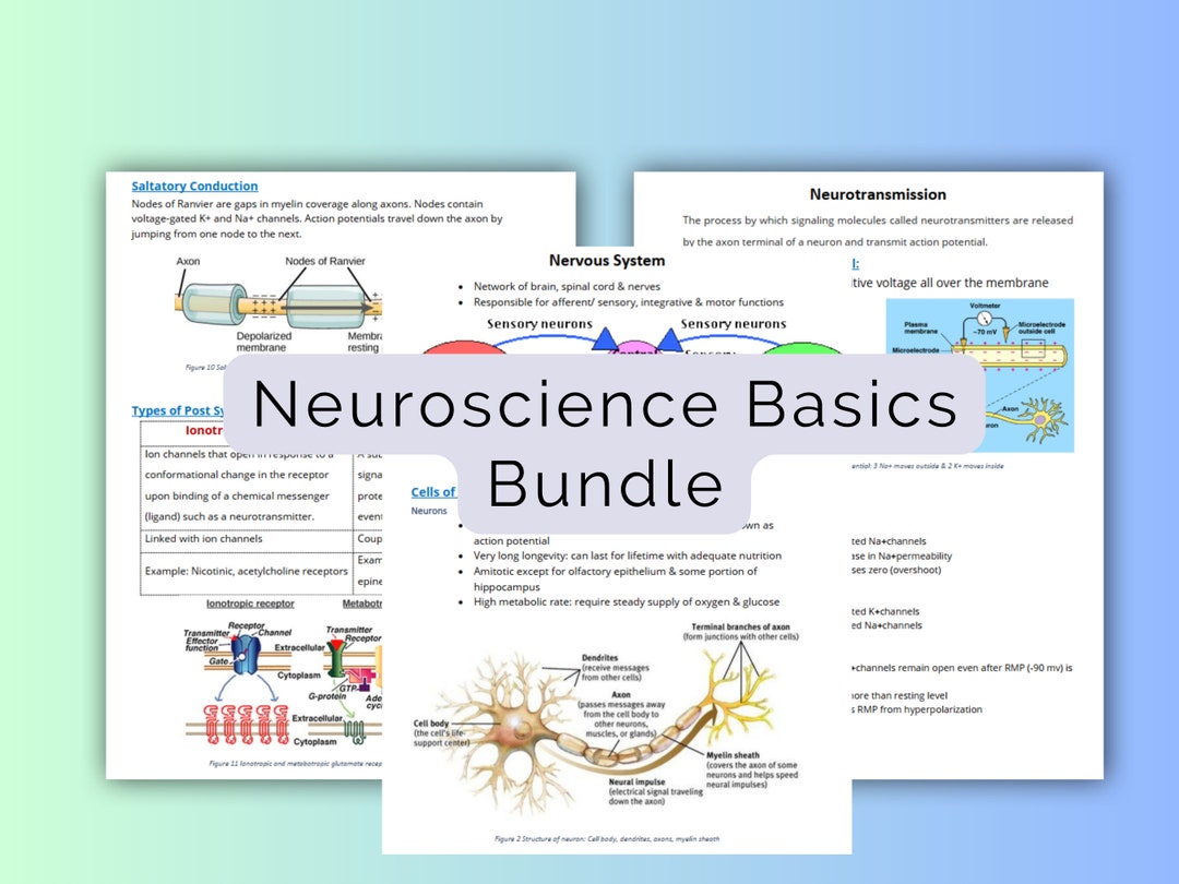 Neuroscience Basics Bundle medical School Bundle Nervous System - Etsy