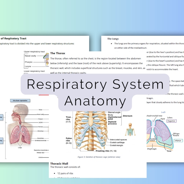 Respiratory System Diagram - Etsy